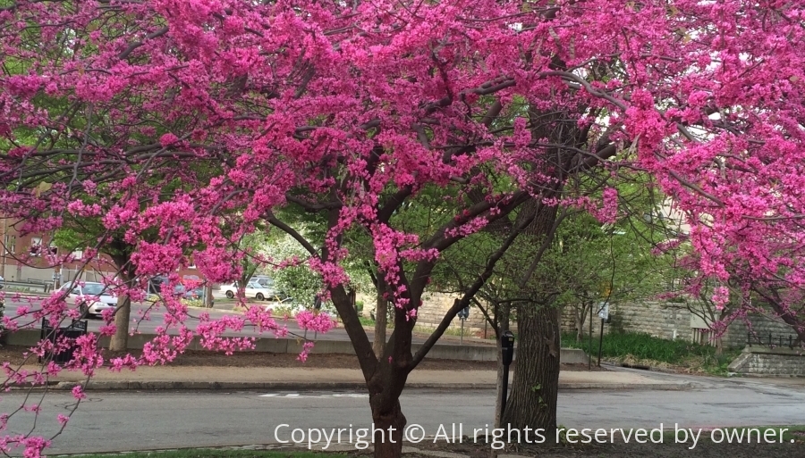 tree april - Kentucky Foundation For Women